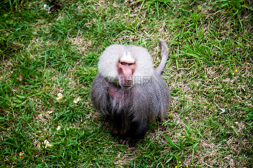 狒狒高清图片下载-正版图片501145435-摄图网