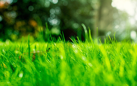 清新三草叶壁纸高清图片下载-正版图片501195634-摄图网