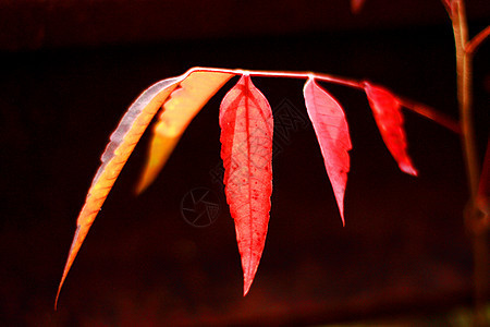 大山红叶banner海报背景图片素材-正版创意图片500354892-摄图网