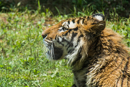 老虎图片_老虎素材_老虎高清图片_摄图网图片下载