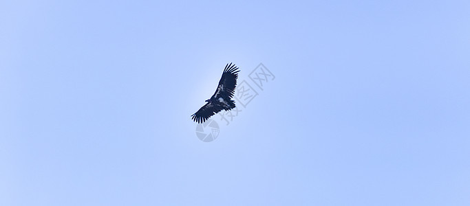 翱翔的非洲海雕高清图片下载-正版图片501190170-摄图网