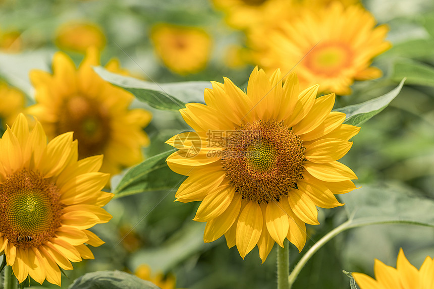 向日葵高清图片下载-正版图片501369265-摄图网