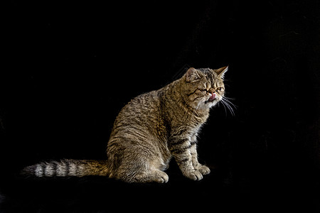 加菲猫图片_加菲猫图片大全_加菲猫背景图片