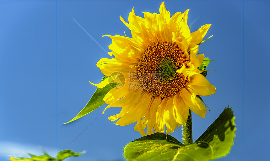 向日葵高清图片下载-正版图片501636356-摄图网