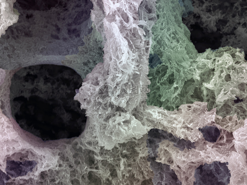 显微镜下的生物高清图片下载-正版图片501818951-摄图网