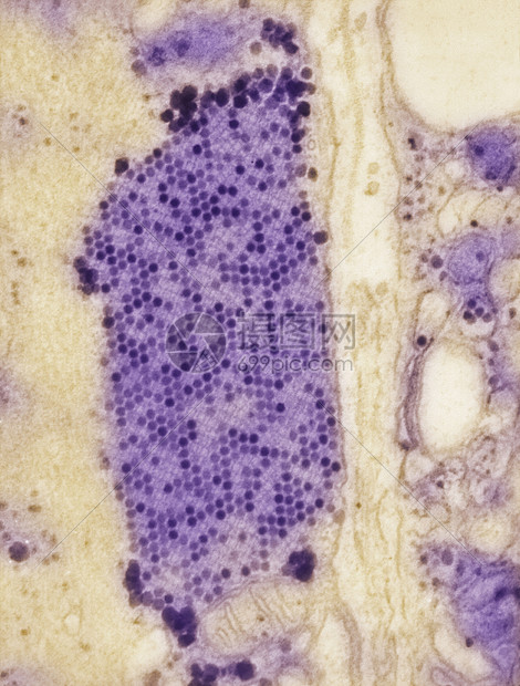 显微镜下的微生物高清图片下载-正版图片501838775-摄图网