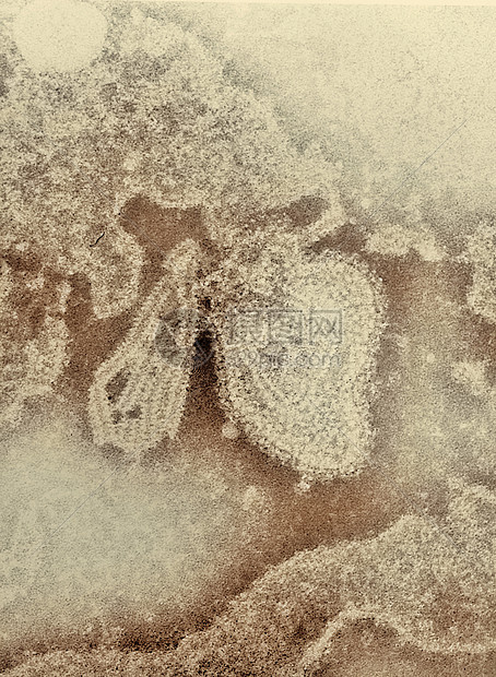 显微镜下的微生物高清图片下载-正版图片501838780-摄图网