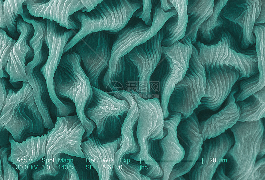 显微镜下的微生物高清图片下载-正版图片501838787-摄图网