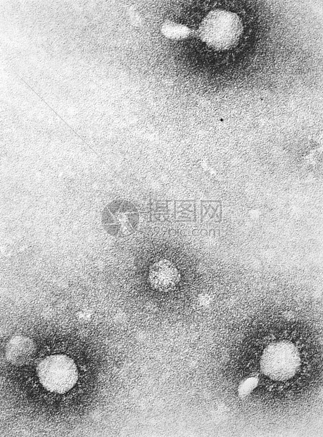 显微镜下的微生物高清图片下载-正版图片501838789-摄图网