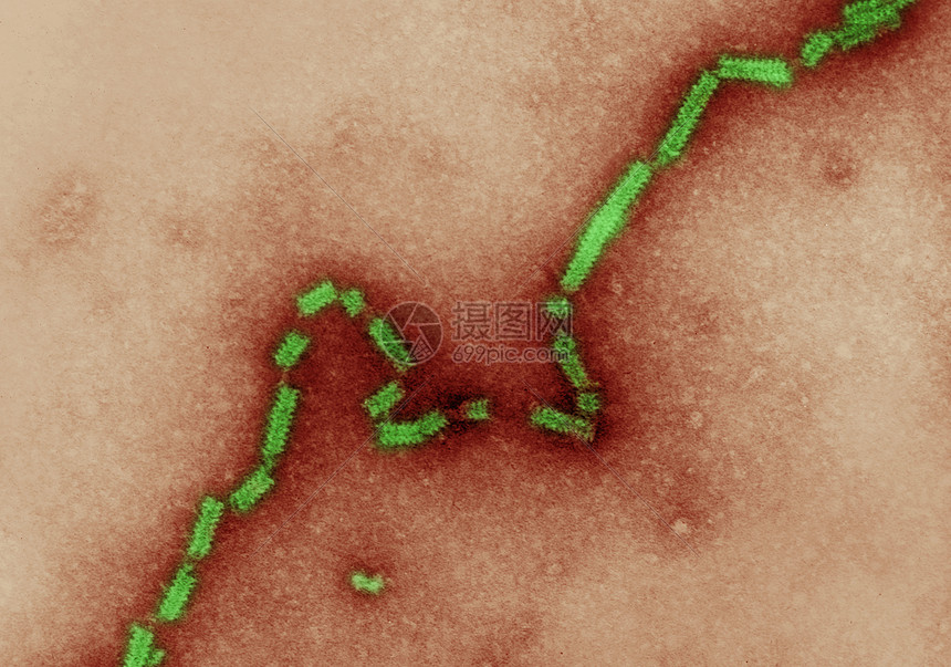 显微镜下的微生物高清图片下载-正版图片501838790-摄图网