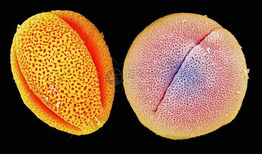显微镜下的微生物高清图片下载-正版图片501838792-摄图网