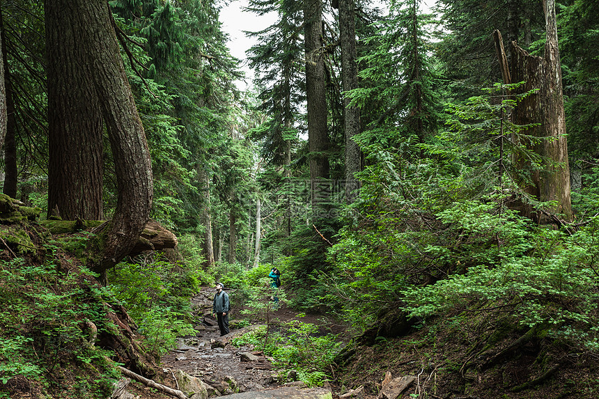 加拿大不列颠哥伦比亚省森林中的夫妇高清图片下载-正版图片501839477-摄图网