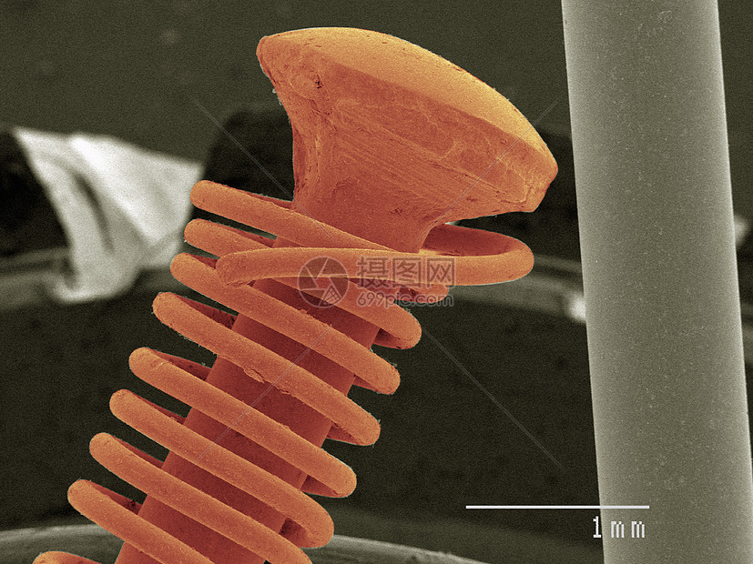 春季的彩色SEM高清图片下载-正版图片501839765-摄图网