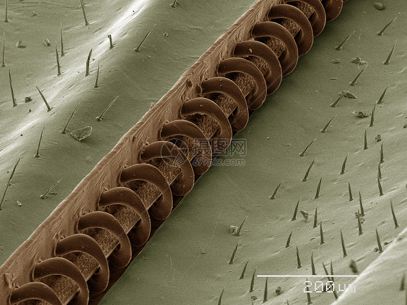 黄蜂翼的彩色SEM高清图片下载-正版图片501839773-摄图网