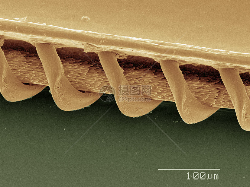 黄蜂翼的彩色SEM高清图片下载-正版图片501839774-摄图网