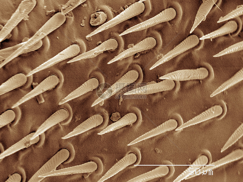 显微镜下的微生物高清图片下载-正版图片501839777-摄图网