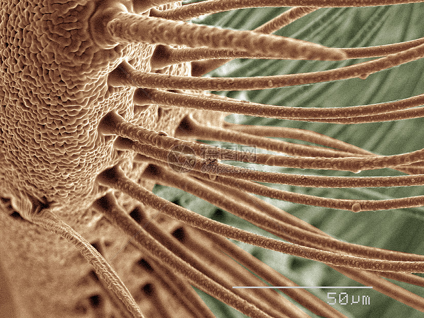 显微镜下的微生物高清图片下载-正版图片501839779-摄图网