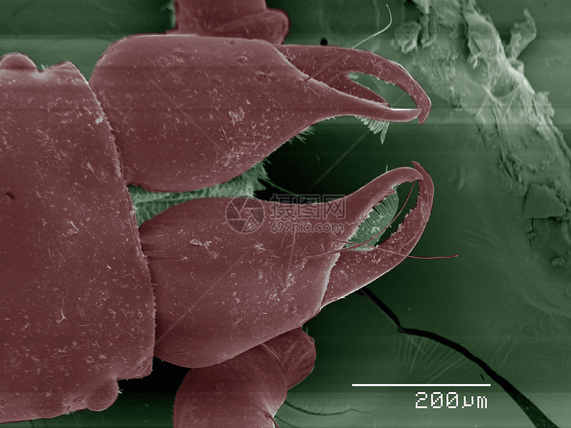 显微镜下的微生物高清图片下载-正版图片501839781-摄图网