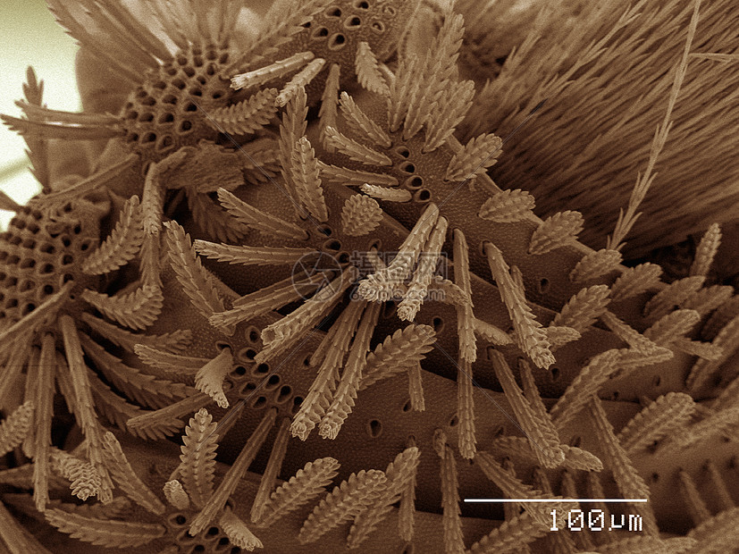 显微镜下的微生物高清图片下载-正版图片501839783-摄图网