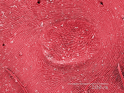 显微镜下的微生物高清图片下载-正版图片501839783-摄图网