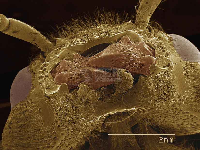显微镜下的微型生物高清图片下载-正版图片501858373-摄图网