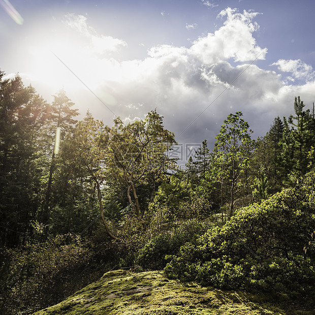 加拿大不列颠哥伦比亚湖边的森林高清图片下载-正版图片501873975-摄图网