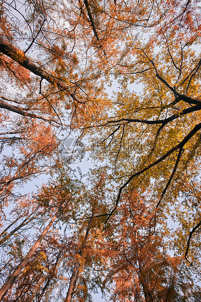 仰视红杉树林高清图片下载-正版图片501998962-摄图网