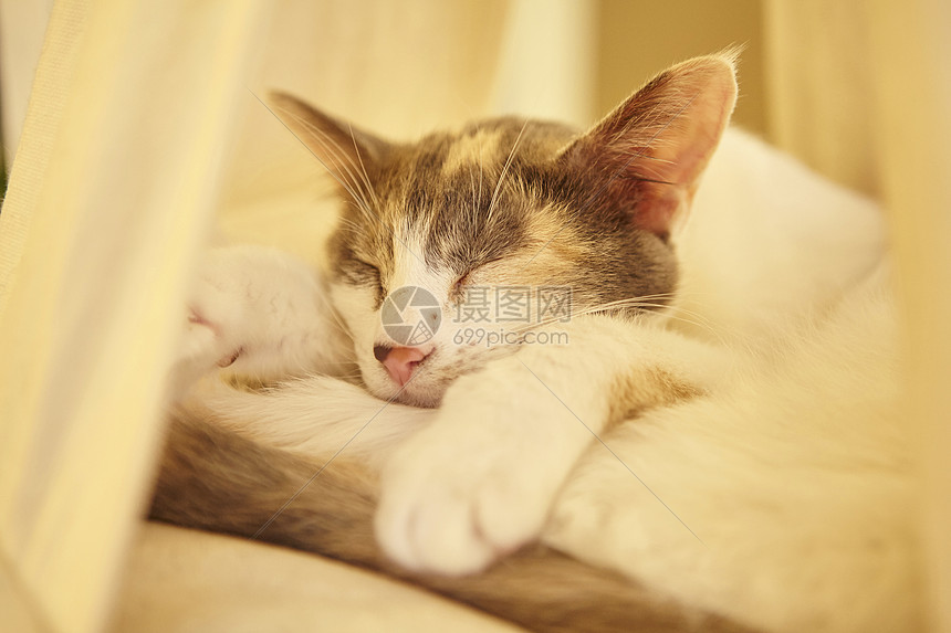 睡觉的猫高清图片下载-正版图片502061226-摄图网