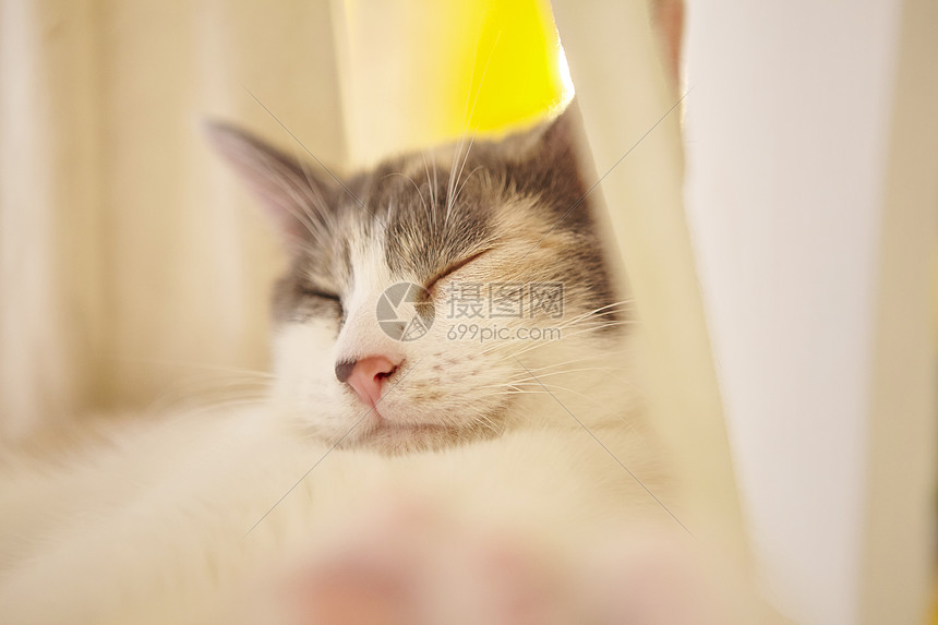 睡觉的猫高清图片下载-正版图片502061228-摄图网