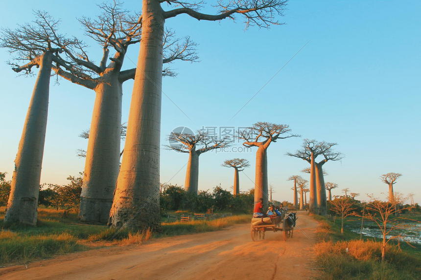 猴面包树大道高清图片下载-正版图片502429172-摄图网