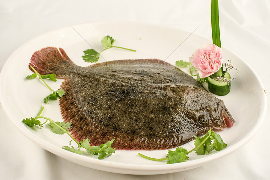 多宝鱼高清图片下载-正版图片502486381-摄图网