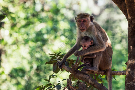 搞笑猴子图片_搞笑猴子图片素材大全_摄图网