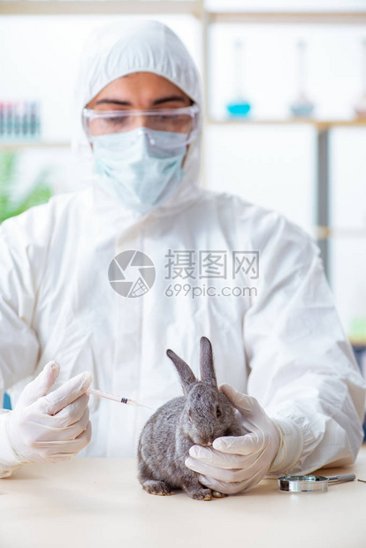 科学家对动物兔子进行测试高清图片下载-正版图片502552439-摄图网