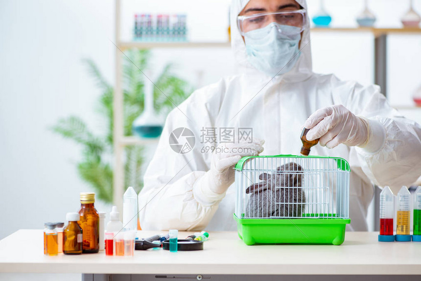 科学家对动物兔子进行测试高清图片下载-正版图片502552492-摄图网