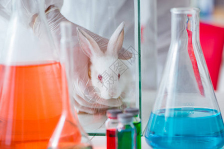实验兔子图片_实验兔子素材_实验兔子高清图片_摄图网图片下载