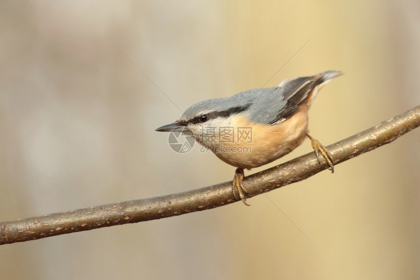 Nuthatch秋天森林的树枝上高清图片下载-正版图片502560265-摄图网