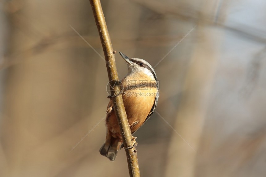 Nuthatch日光照耀的欧洲实高清图片下载-正版图片502560288-摄图网