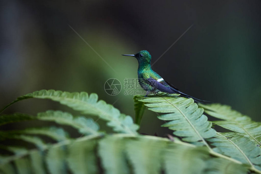 长尾巴的小蜂鸟高清图片下载-正版图片502560318-摄图网