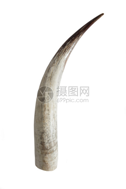大象牙高清图片下载-正版图片502563349-摄图网