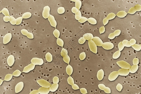 显微镜下的变形菌高清图片下载-正版图片502937081-摄图网