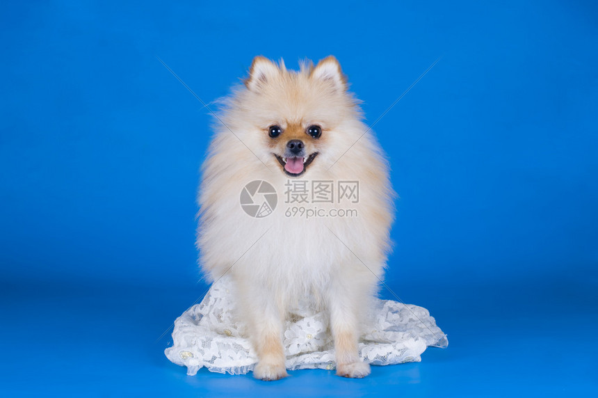 小型博美犬高清图片下载-正版图片502591002-摄图网