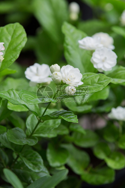 花园里的白色茉莉花高清图片下载-正版图片502612431-摄图网