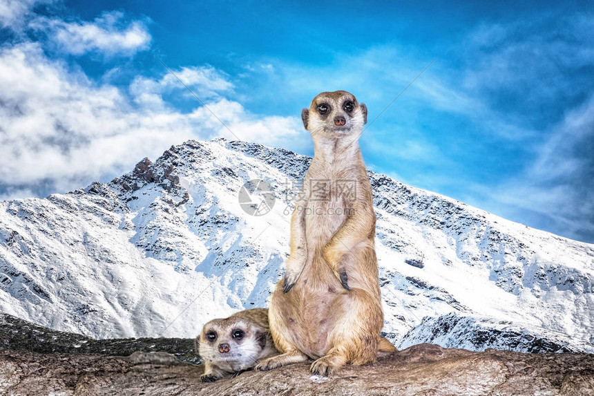 雪山的Meerk高清图片下载-正版图片502628333-摄图网