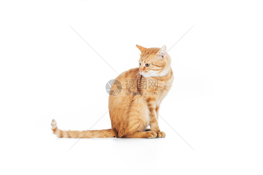 可爱的姜猫的一面长尾巴高清图片下载-正版图片502628413-摄图网