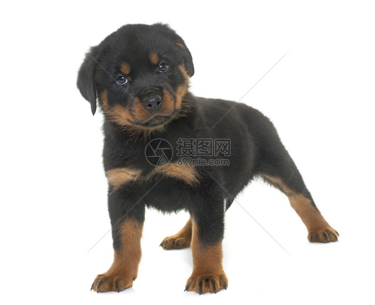 在白色背景前的小狗罗威纳犬高清图片下载-正版图片502680166-摄图网