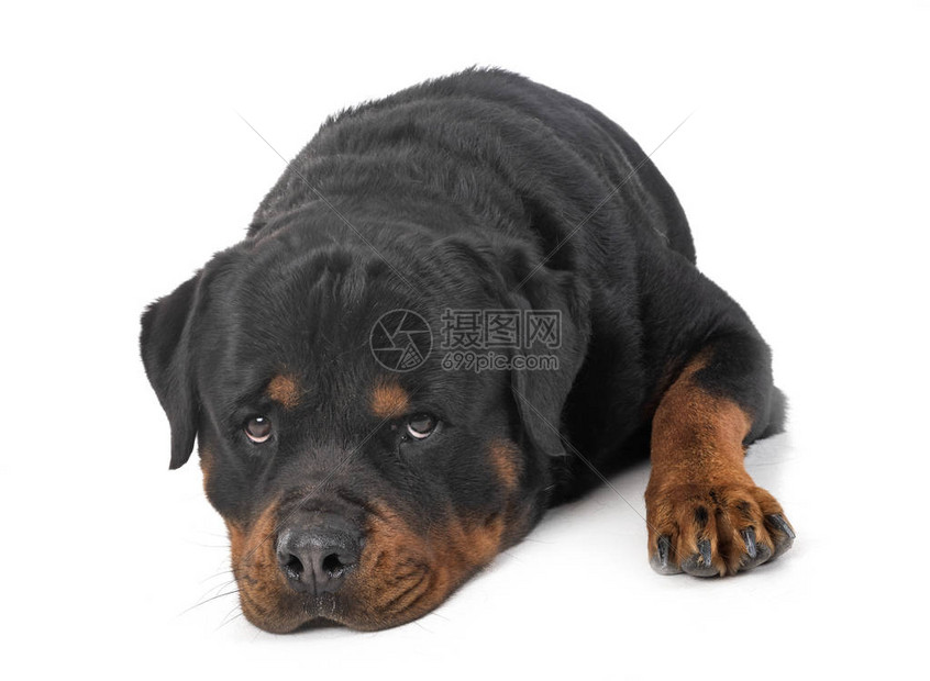 白色背景前的纯种罗威纳犬高清图片下载-正版图片502681672-摄图网