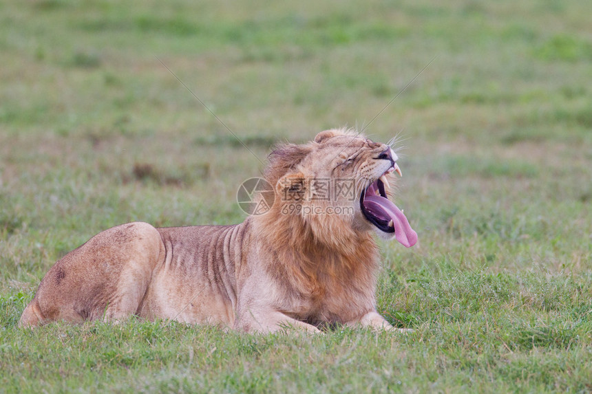 南非阿多大象公园的雄狮LeoPan高清图片下载-正版图片502750922-摄图网
