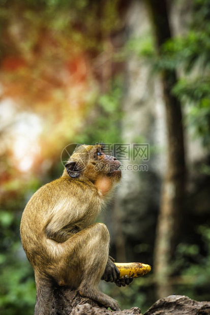 猴子用香蕉泰国高清图片下载-正版图片502752472-摄图网