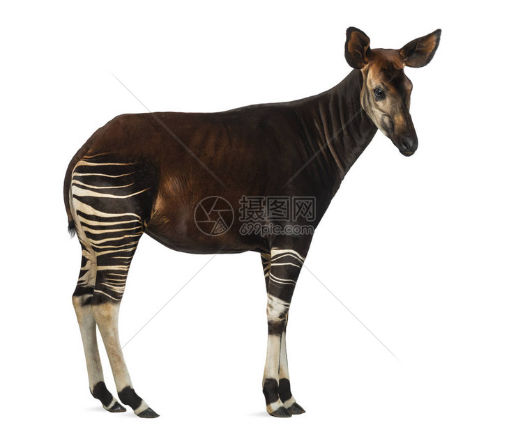 OkapiaJohnstoni的Okapi高清图片下载-正版图片502766096-摄图网