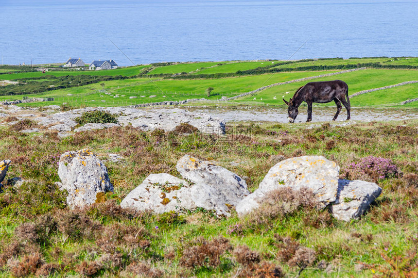 爱尔兰FanoreClare和Fanore农场及亚高清图片下载-正版图片502769174-摄图网